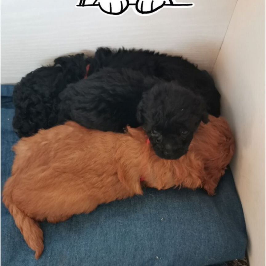 Пудель, щенок