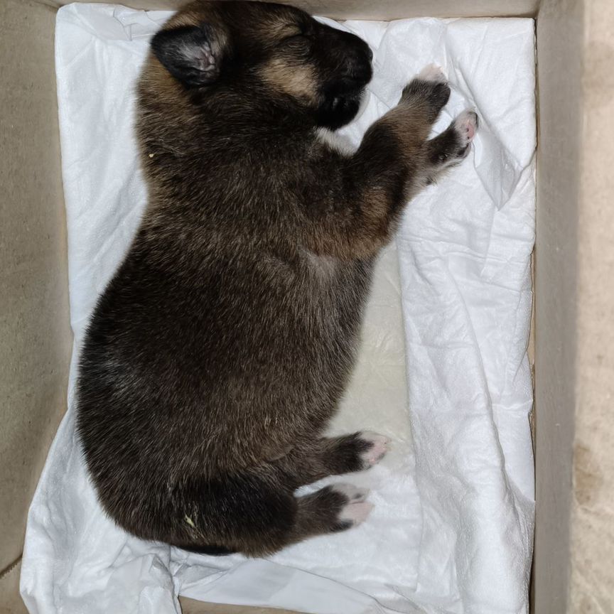 Щенок в добрые руки