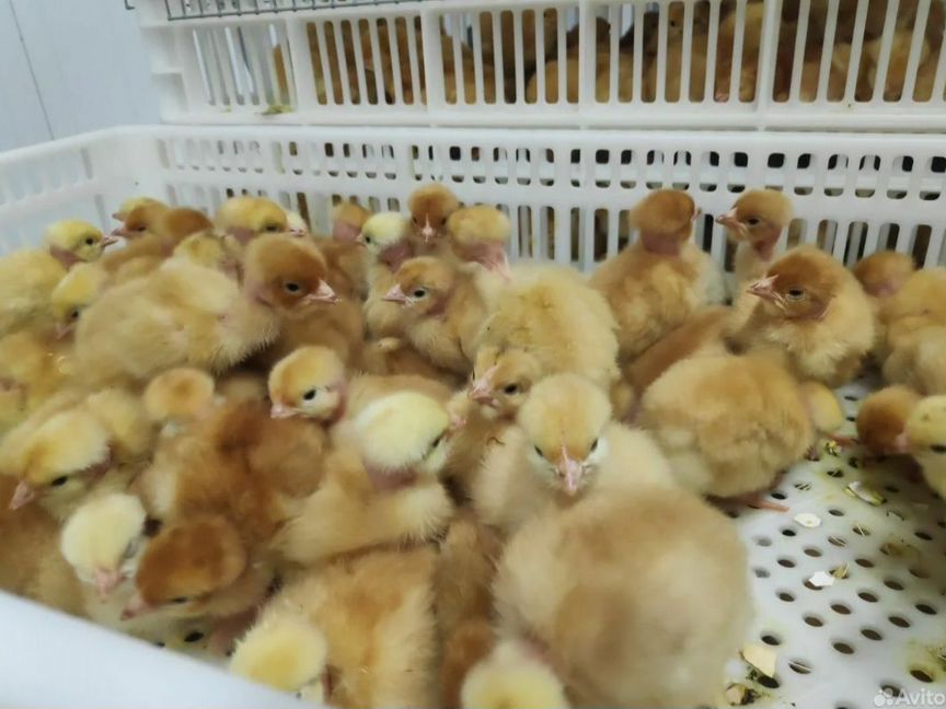 Цыплята цветной бройлера, (Голошейка) Испания