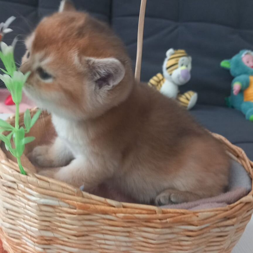 Шотландский вислоухий короткошёрстный котёнок