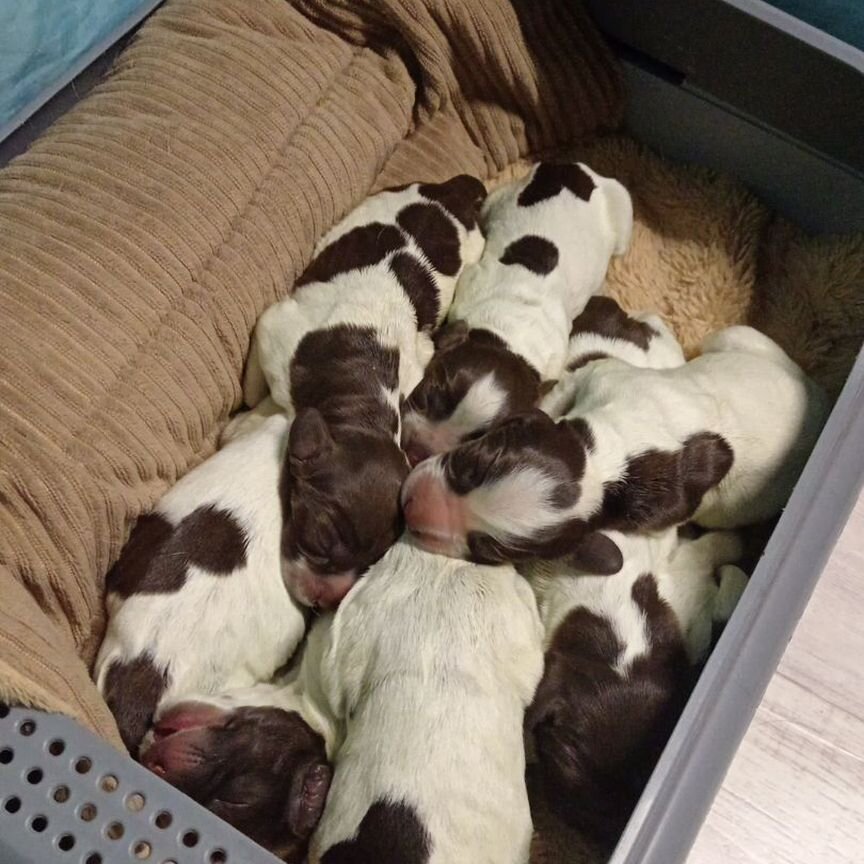 Щенки русского спаниеля