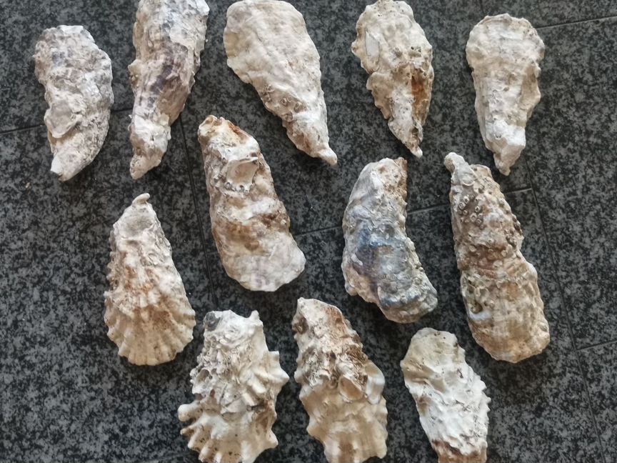 Дальневосточный раковины устриц