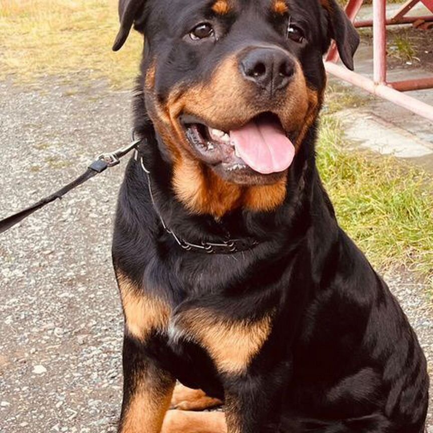 Ротвейлер 2.5 года, ищет новый дом