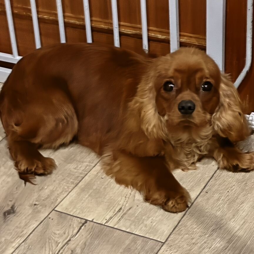 Кавалер кинг-чарльз-спаниель, щенок