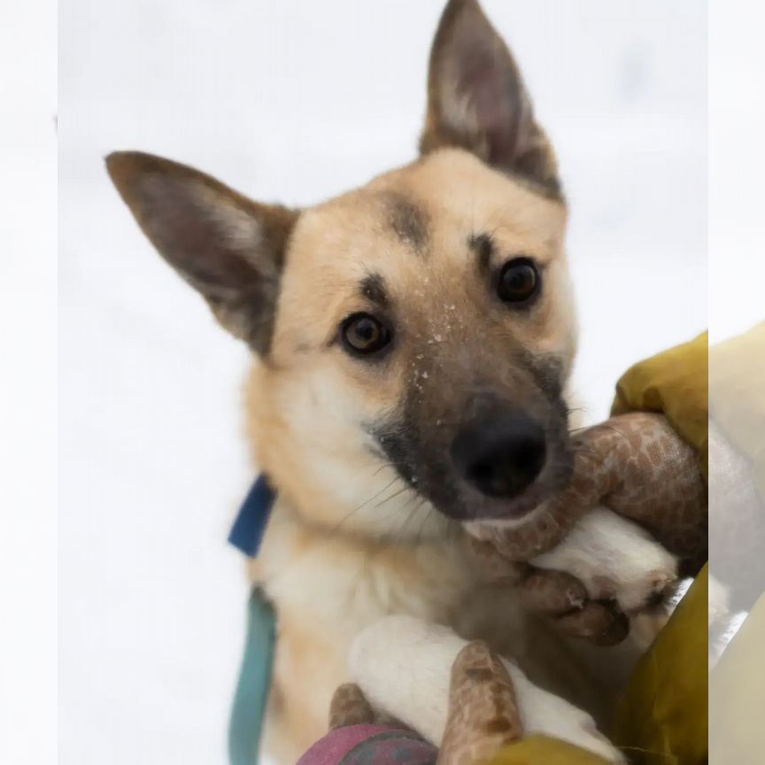 Щенок в добрые руки