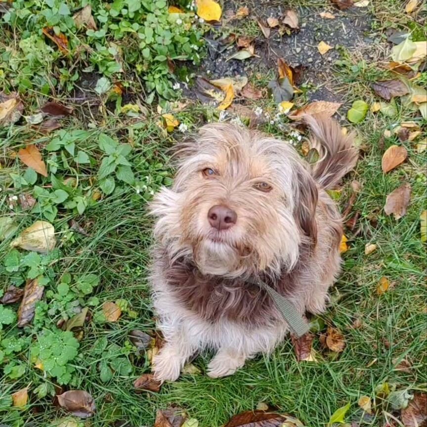 Каштанка в добрые руки