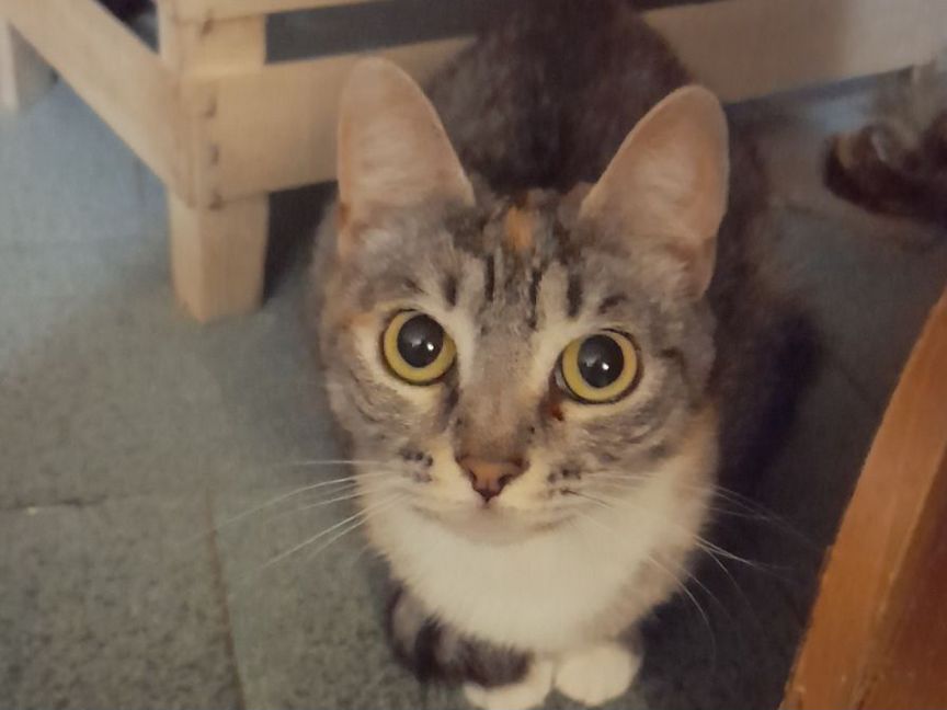 Кошка на счастье