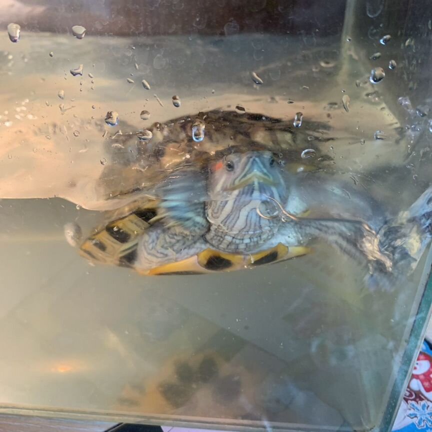 Керепаха красноухая