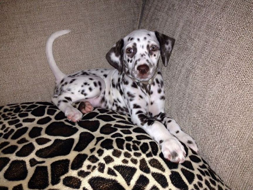 Домашние животные собаки щенки