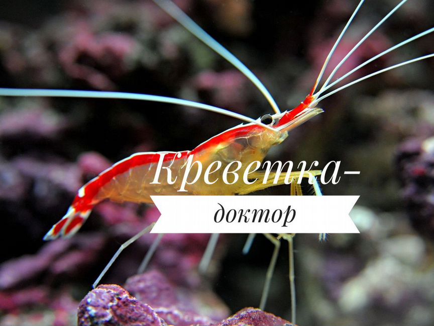 Креветка доктор, М(морская креветка в наличии)