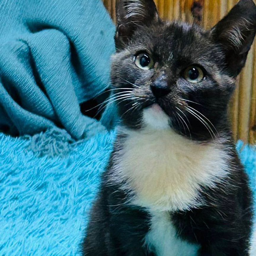 Милый котёнок ищет дом