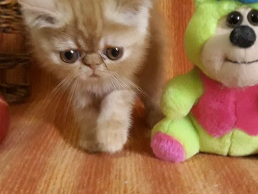 Котята-домовята из самого сердца Петербурга
