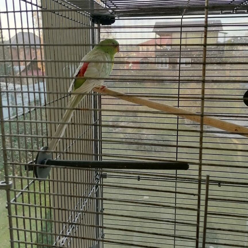 Певчий попугай