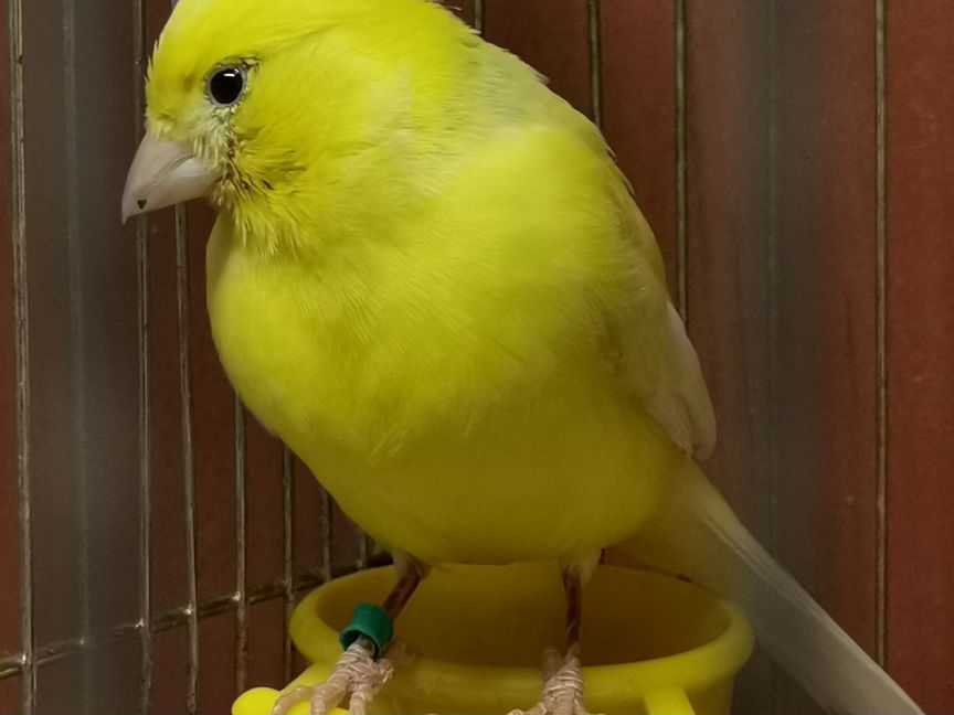Кенар