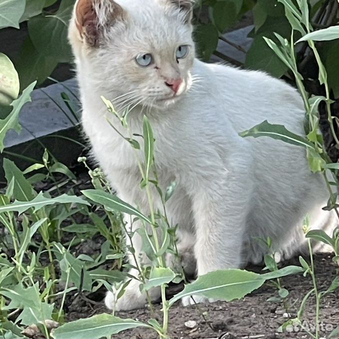 Тайский котенок ред поинт