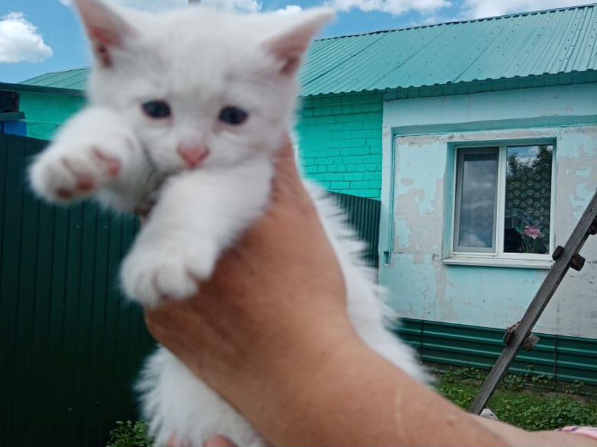 Белый котенок в добрые руки