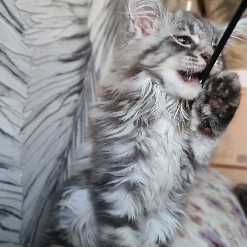 Клубные чистокровные котята мейн-кун 2,5 мес