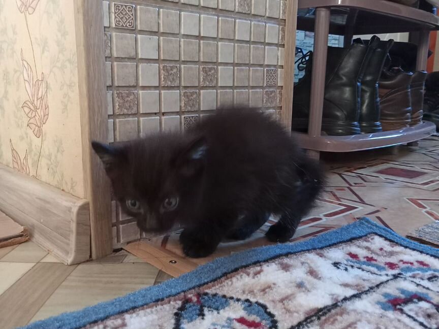 Смесь сиамской кошки с обычным котом