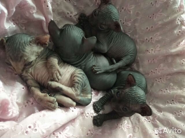 Канадский сфинкс