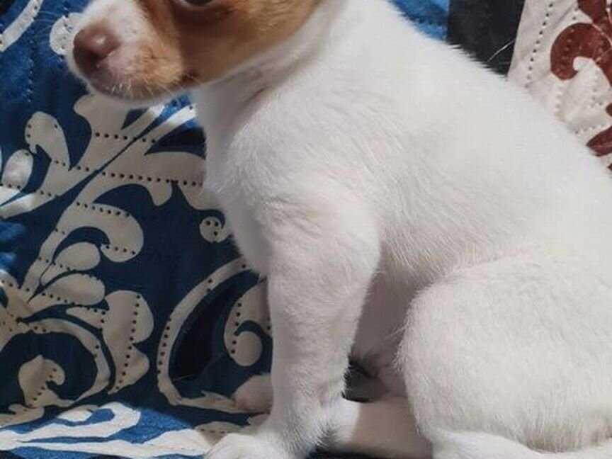 Щенки чихуахуа