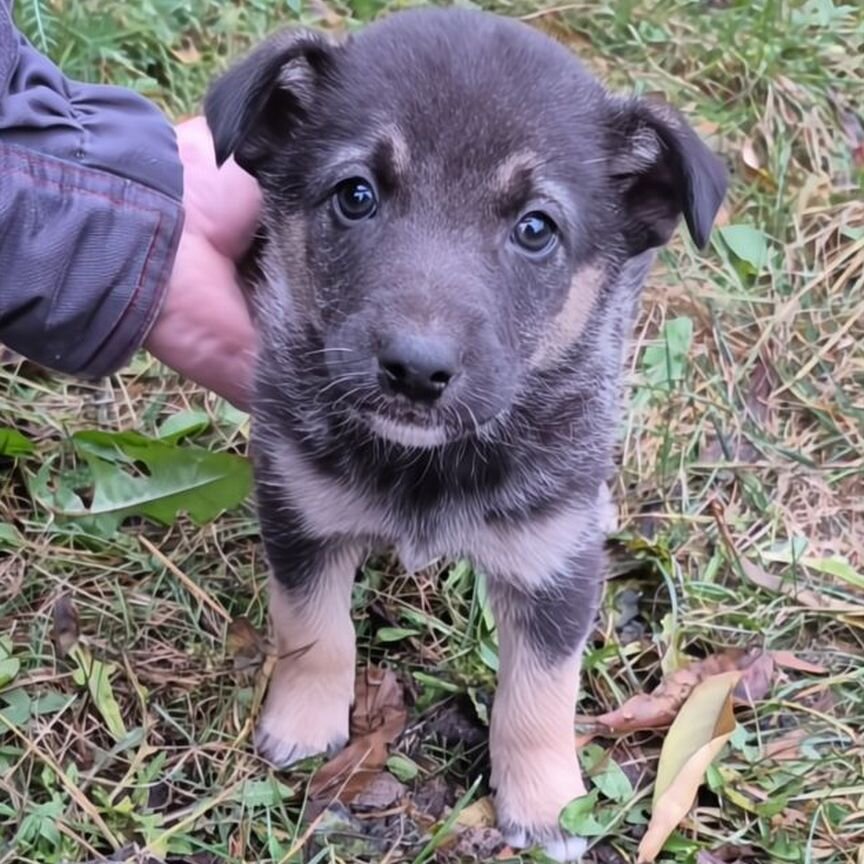 Щенок в добрые руки