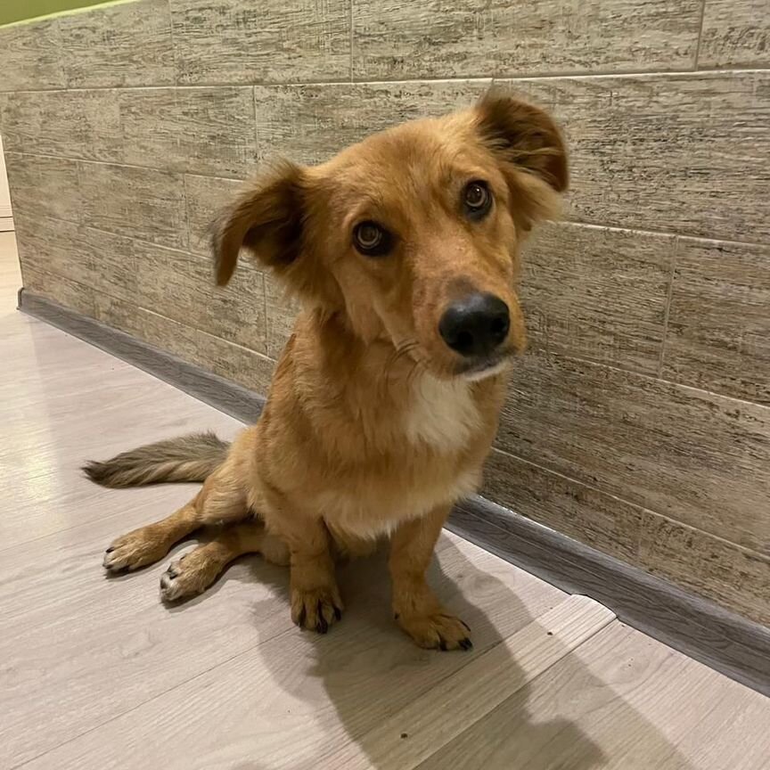 Пёс Тобик в поисках дома