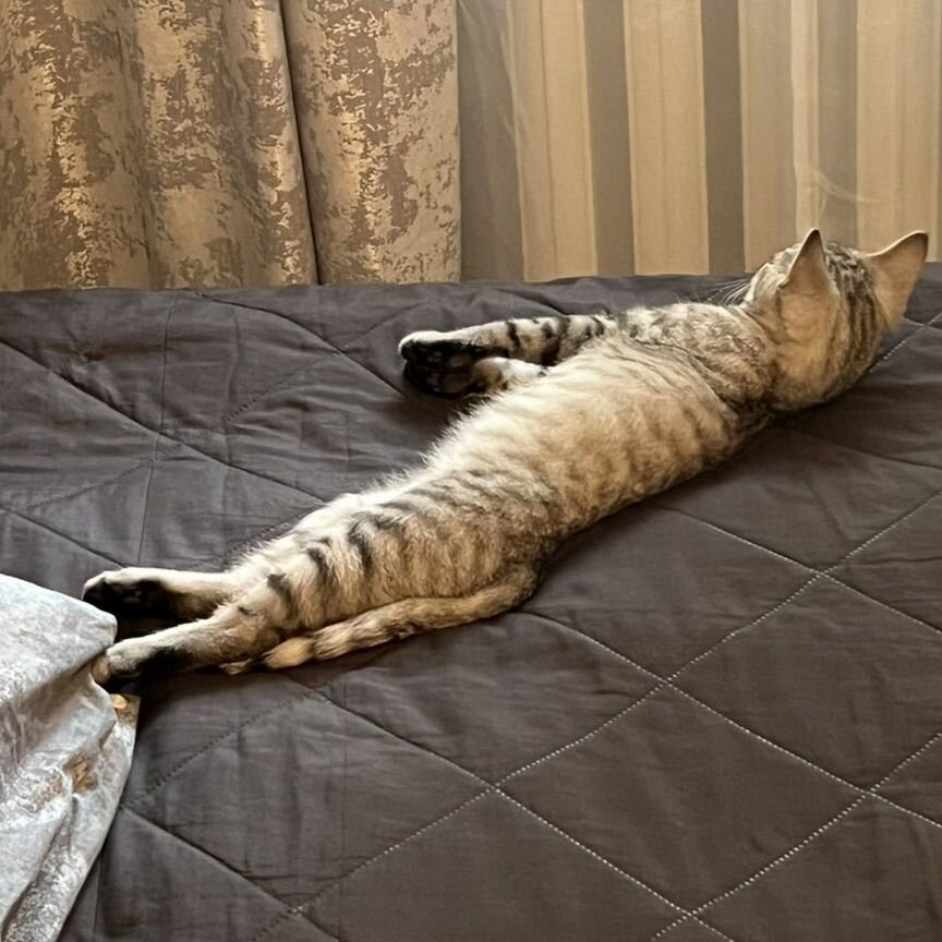 Котята в добрые руки бесплатно мальчик