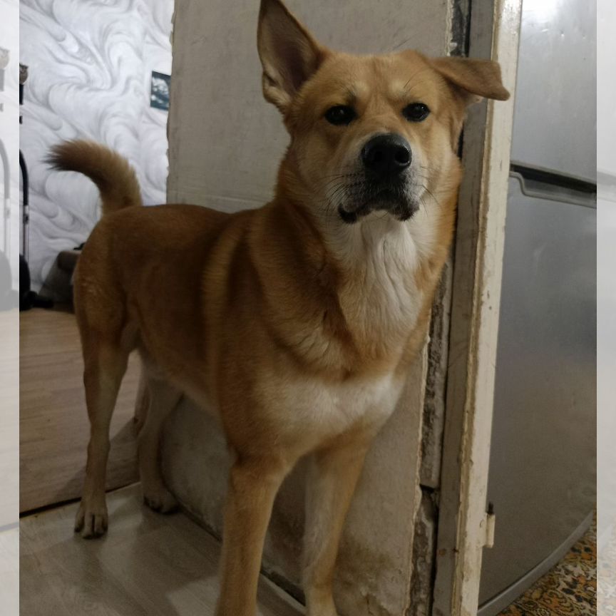 Отдам в добрые руки породистую собаку