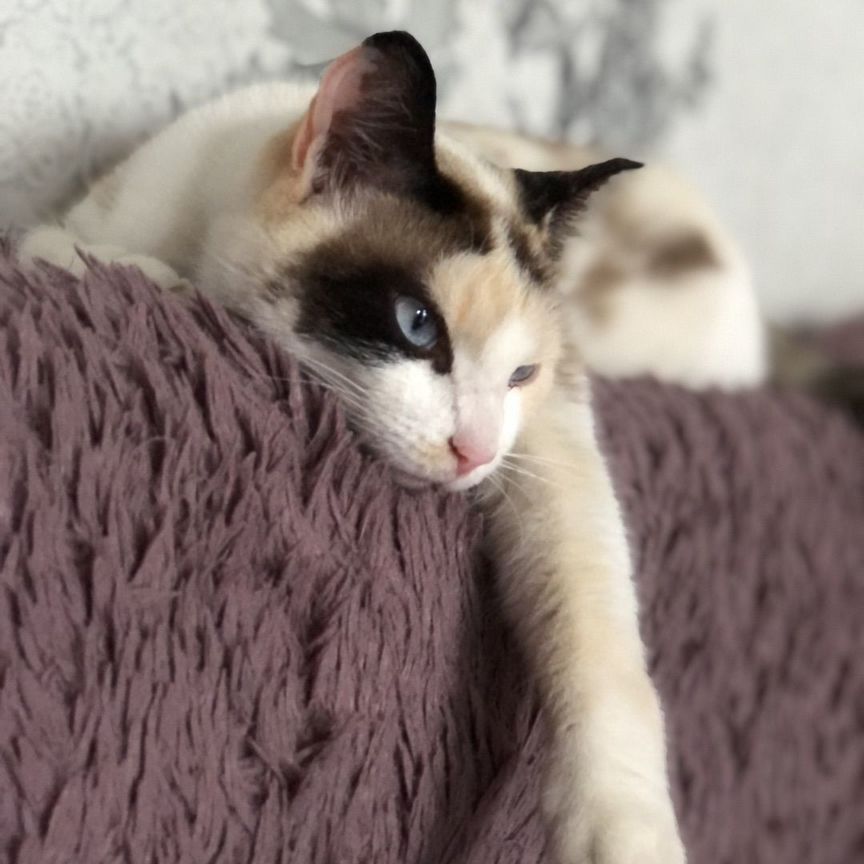Кошка