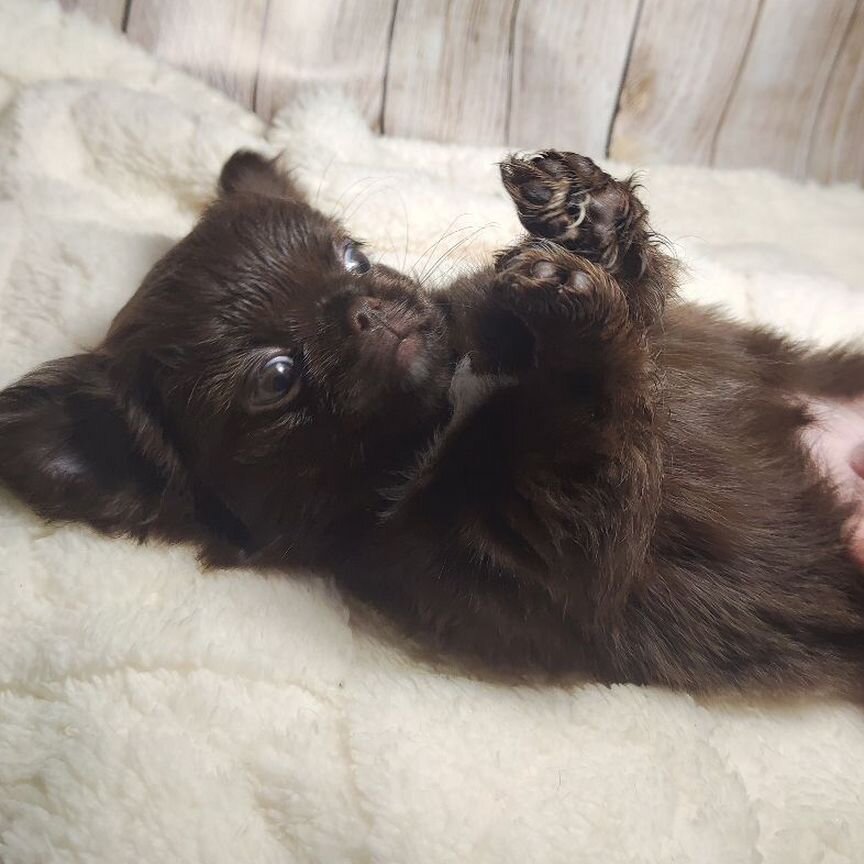 Чихуахуа, щенок