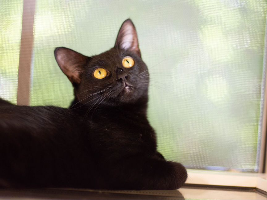 Кошка Ночка ищет дом