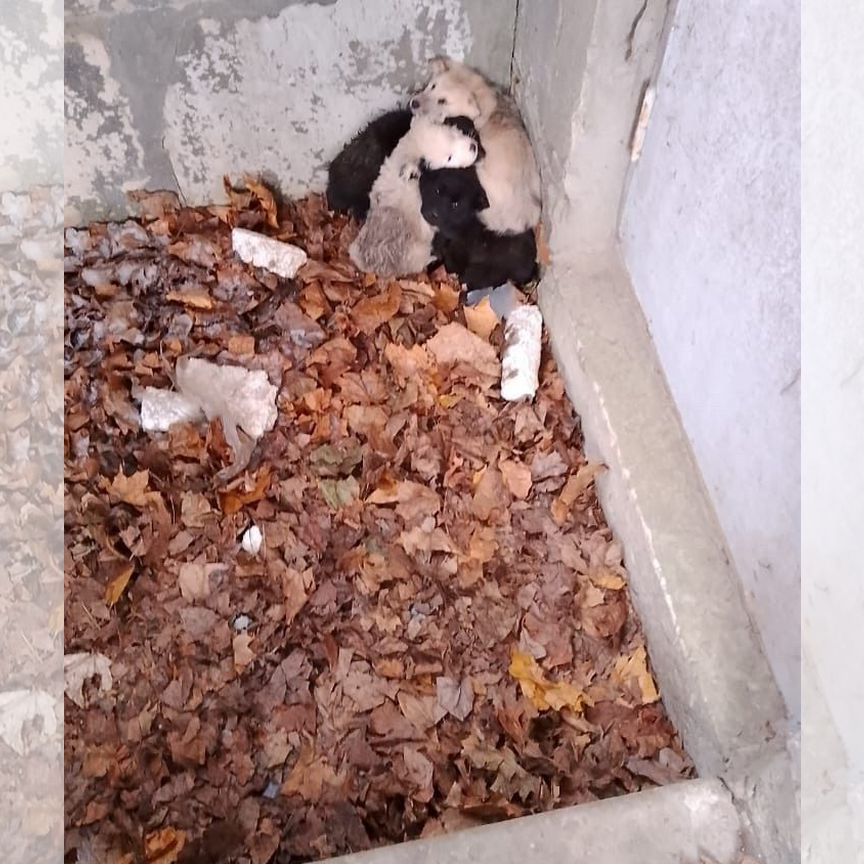 Щенок в добрые руки