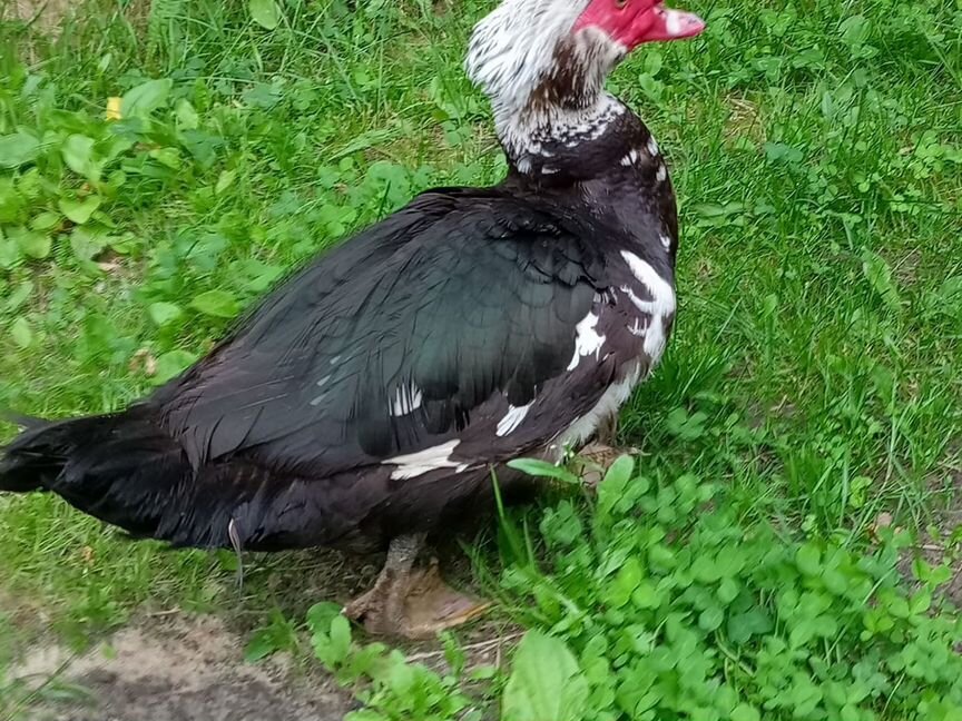 Селезень индоутки - племенной