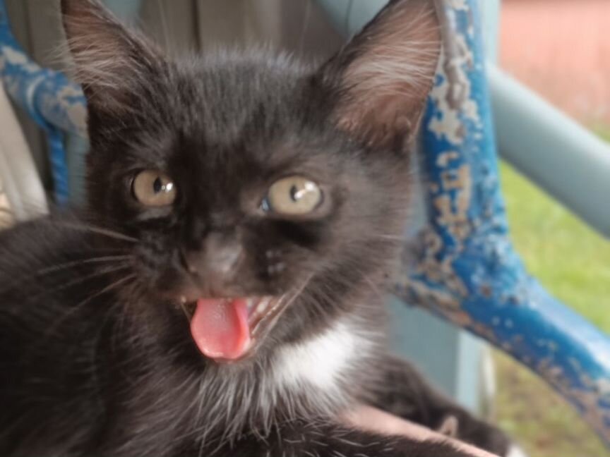 Черный котёнок 1.5мес