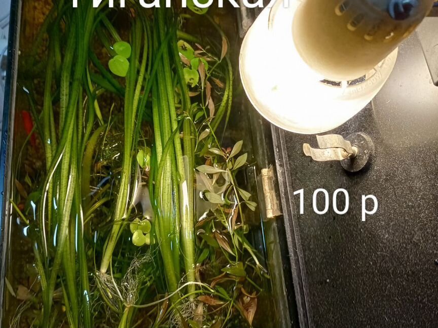 Аквариумные растения