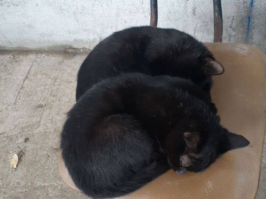 Котята в добрые руки бесплатно