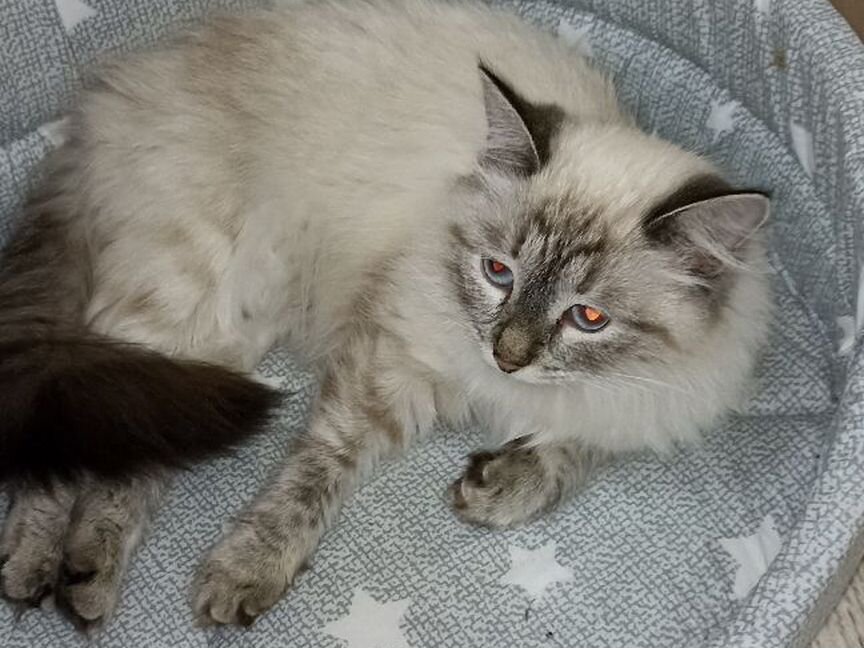 Кошка Невская маскарадная