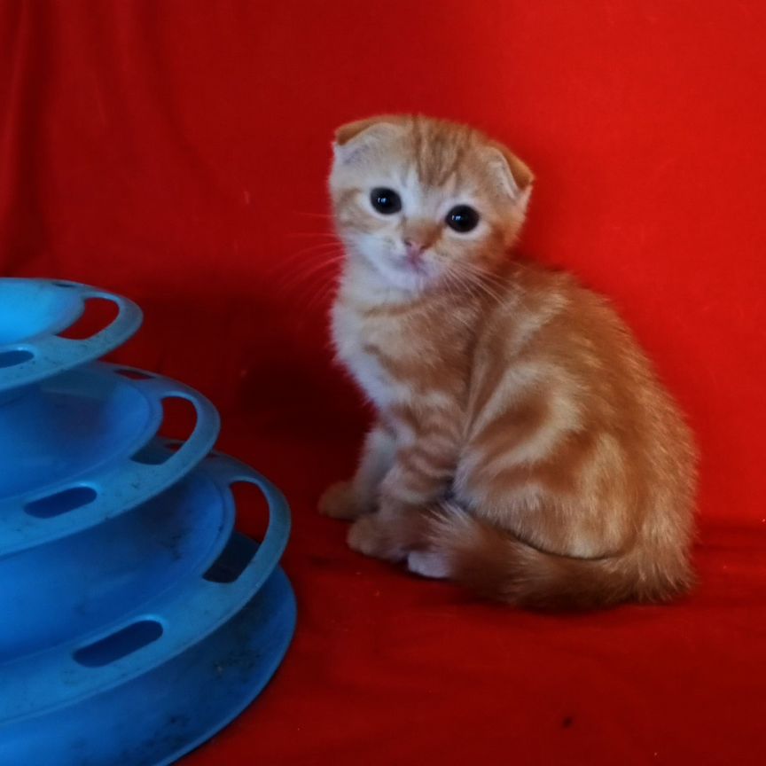 Шотландские котики 1,5 месяца