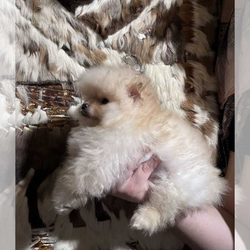 Померанский шпиц, щенок