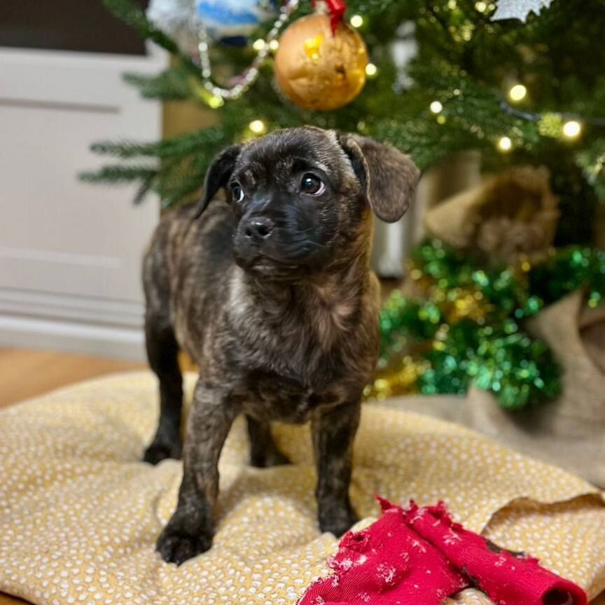 Собака в добрые руки