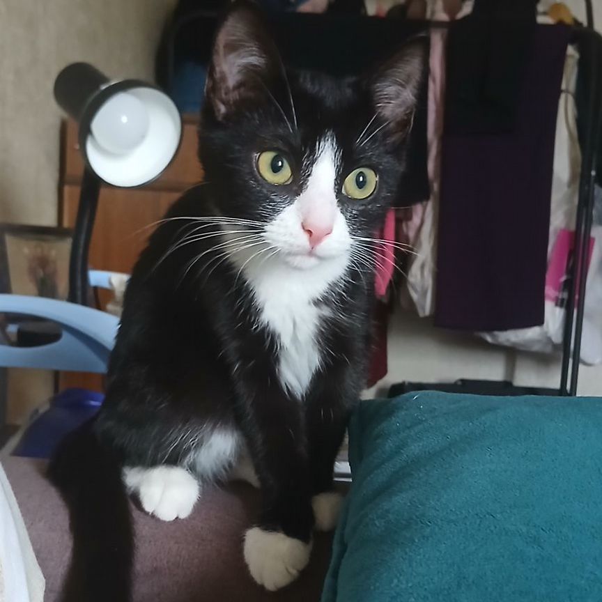 Отдам котёнка (кошечку) в добрые руки)