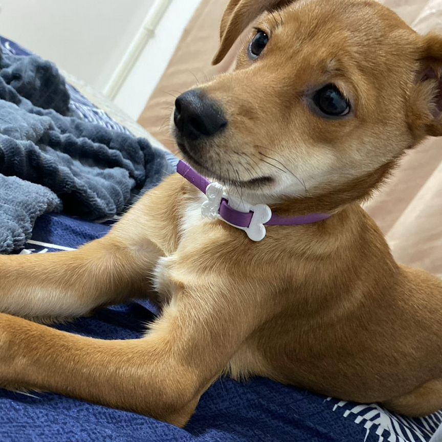 В добрые руки