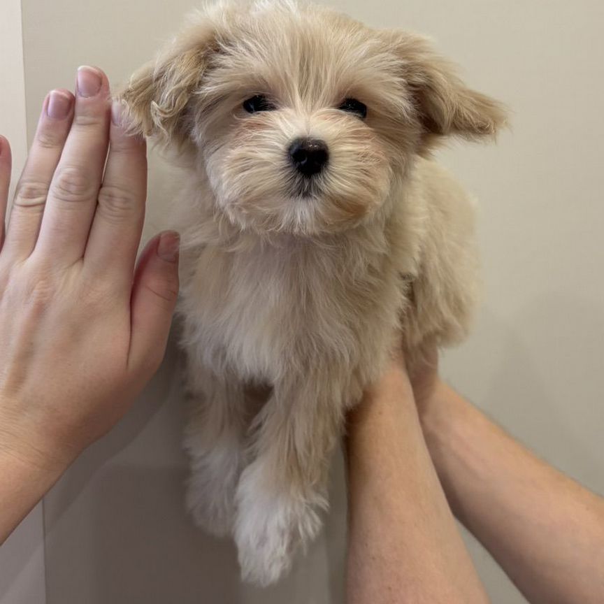 Мальтипу f1 девочка