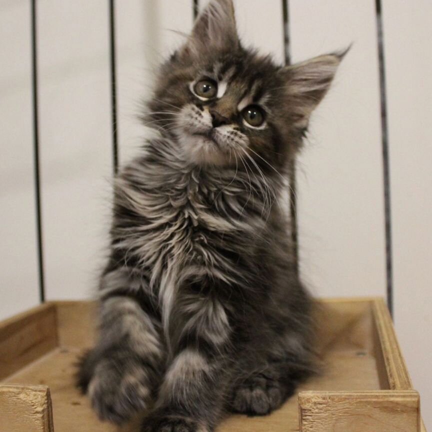 Котята мейн-кун девочки