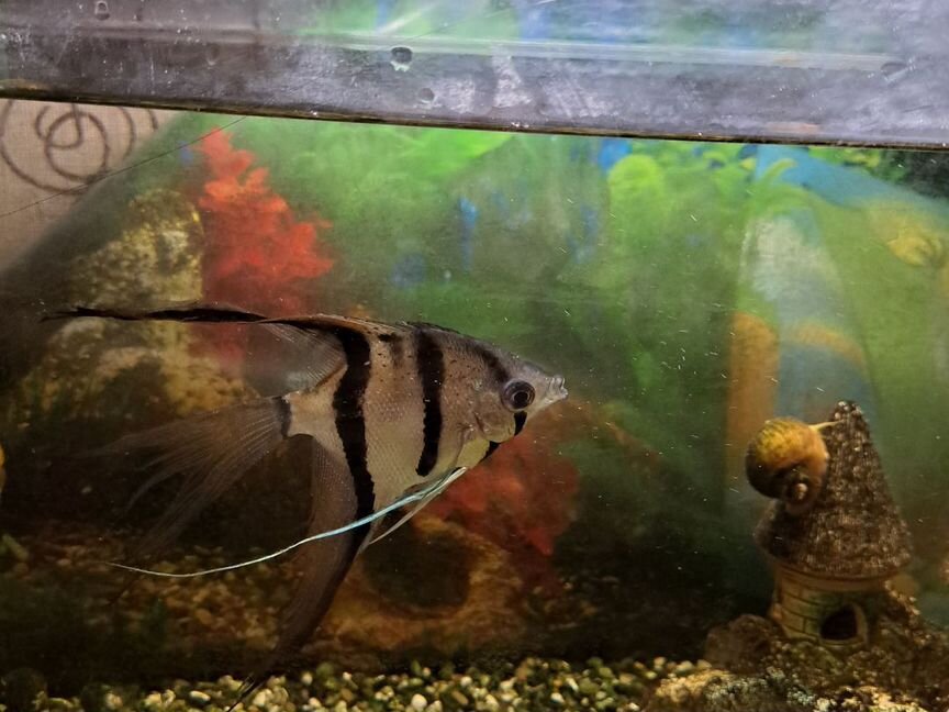 Скалярии и сом