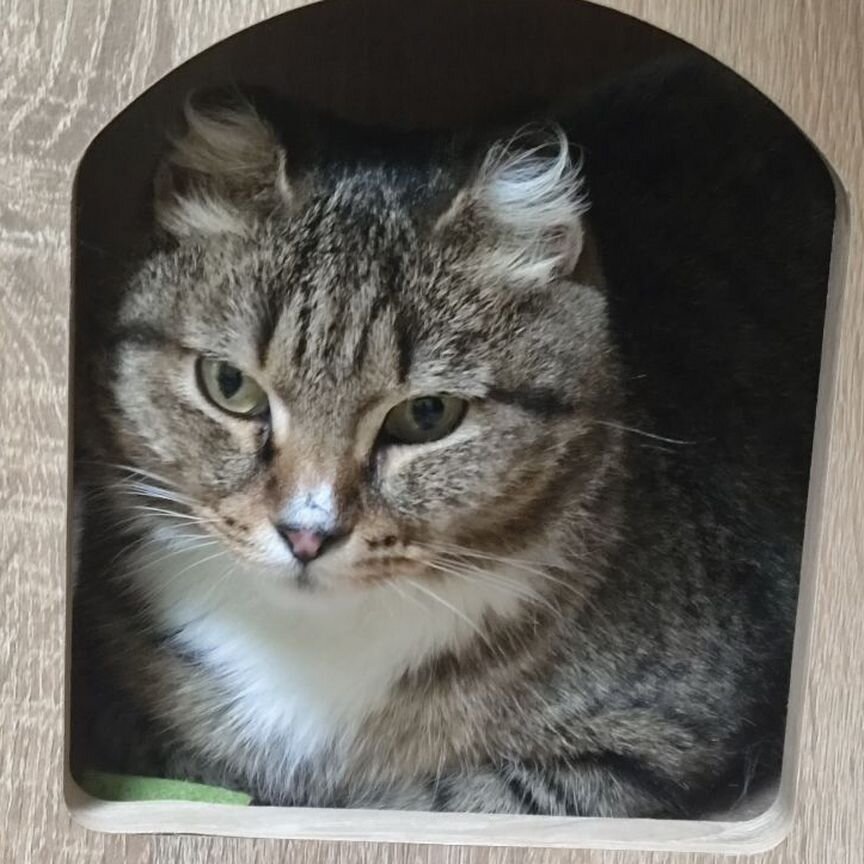 Взрослая, Девочка кошка в добрые руки