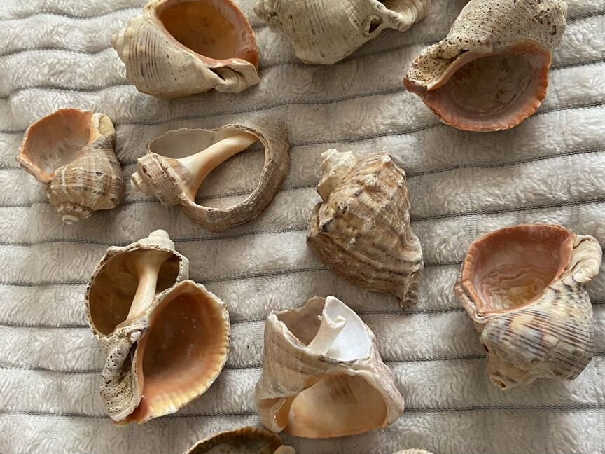 Ракушки, камни, грунт