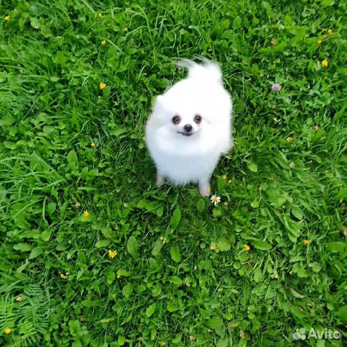 Маленькая собака белый померанский шпиц