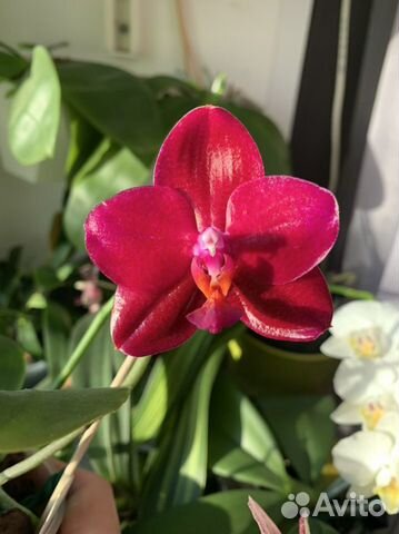 Бронь. Орхидея Phal. Mituo King Big pink купить в Москве | Товары для ...