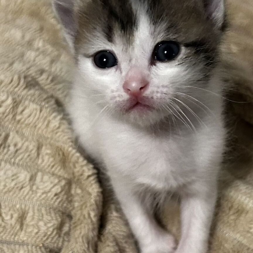Котёнок с сердечком на спинке